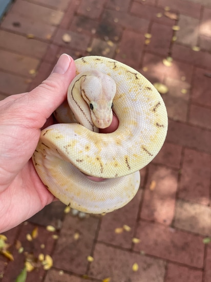 Super Pastel Spider Pinstripe Ball Python by Matzen's Morphs