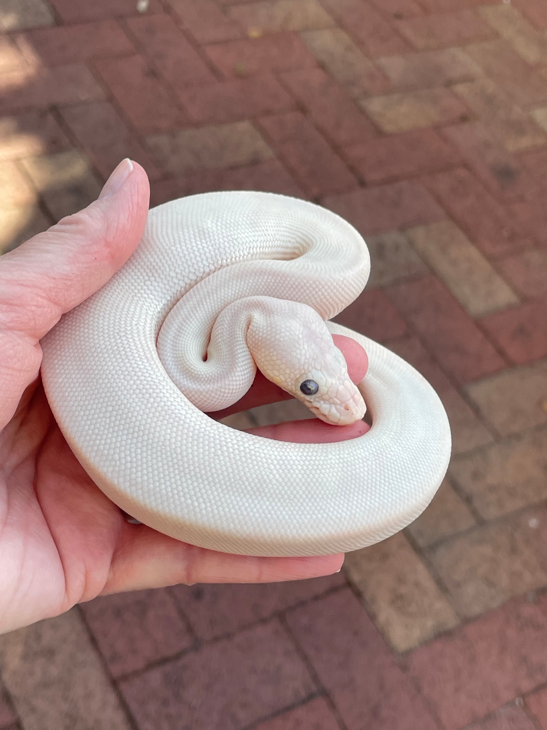 BEL Super Lesser Possible Spider, Possible Pinstripe Ball Python by ...