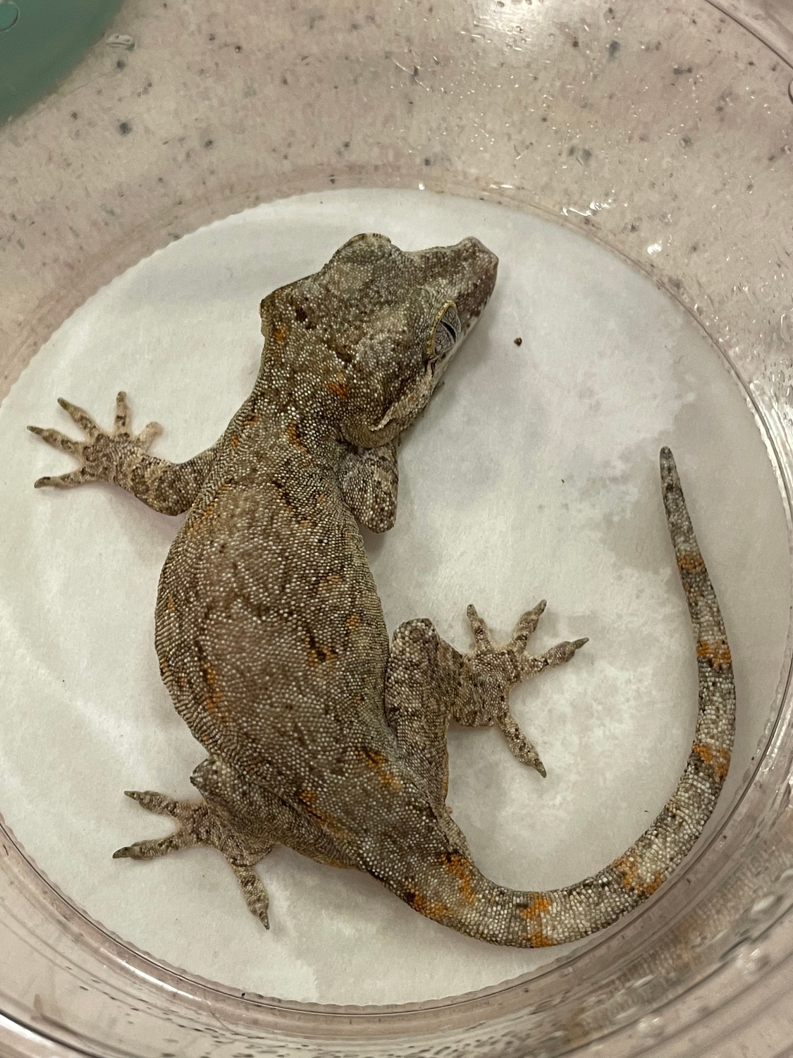 Orange Reticulated Gargoyle Gecko by Matzen's Morphs - MorphMarket