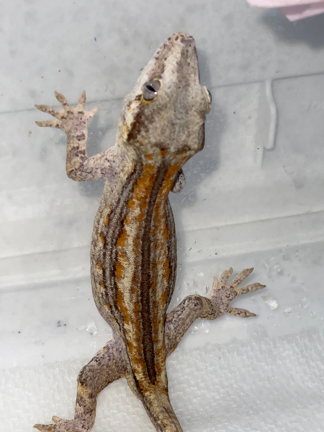 Orange Stripe Gargoyle Gecko by Matzen's Morphs - MorphMarket