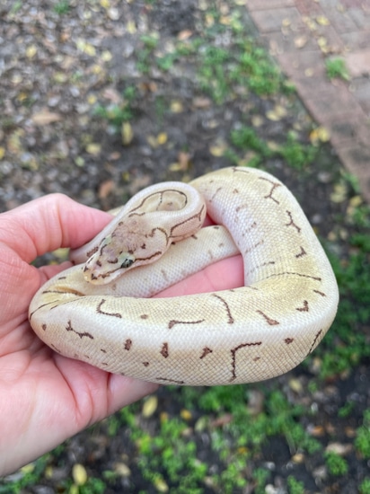 Fire Spider Pinstripe Vanilla Ball Python by Matzen's Morphs