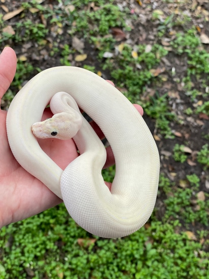 Ivory Possible Enchi Possible Lesser Ball Python by Matzen's Morphs