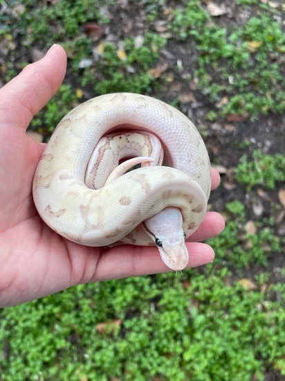 Fire Pastel Spider Vanilla Ball Python by Matzen's Morphs