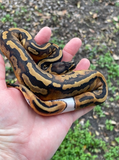 Low White Pied Ball Python by Matzen's Morphs