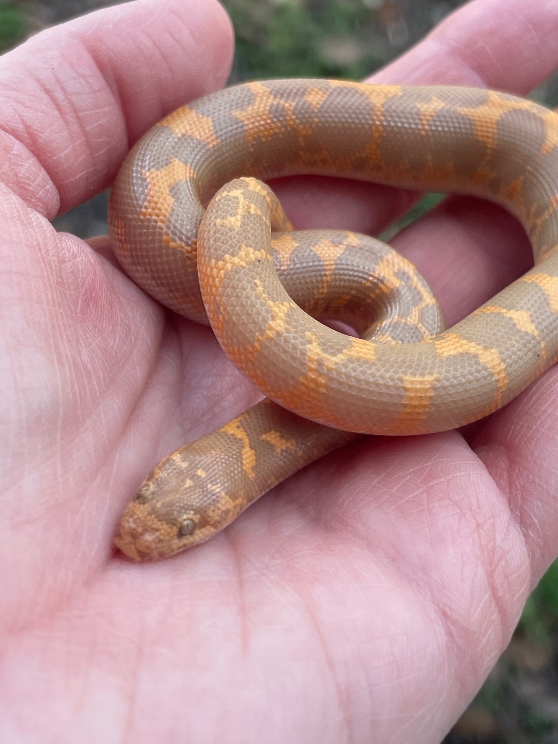 Albino Het Anery Kenyan Sand Boa by Matzen's Morphs - MorphMarket