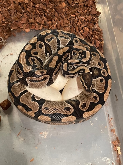 Proven Female Het Pied Ball Python by Matzen's Morphs