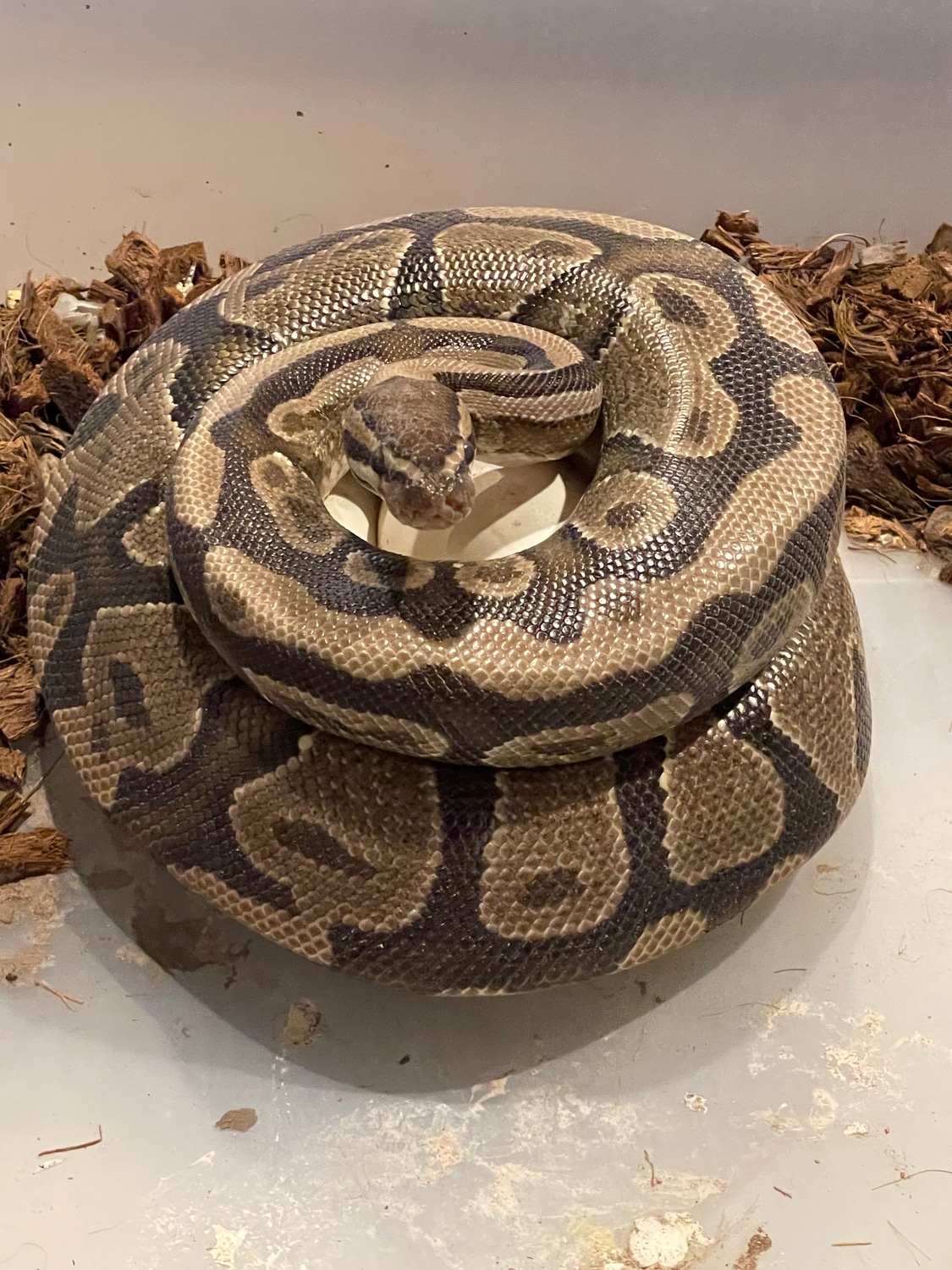 Proven Female Spark Ball Python by Matzen's Morphs - MorphMarket
