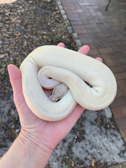 2022 Ivory Possible Enchi Possible Lesser Ball Python by Matzen's Morphs