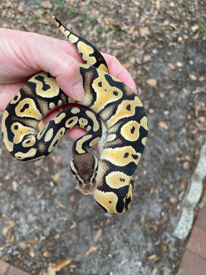 Mystic Pastel Ball Python by Matzen's Morphs