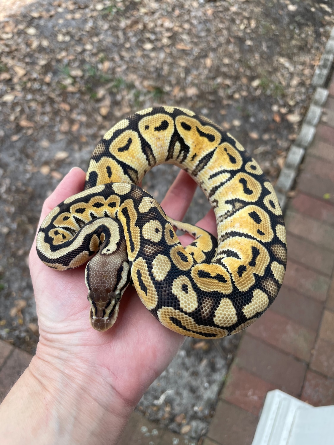 Pastel Sulfur Ball Python by Matzen's Morphs - MorphMarket