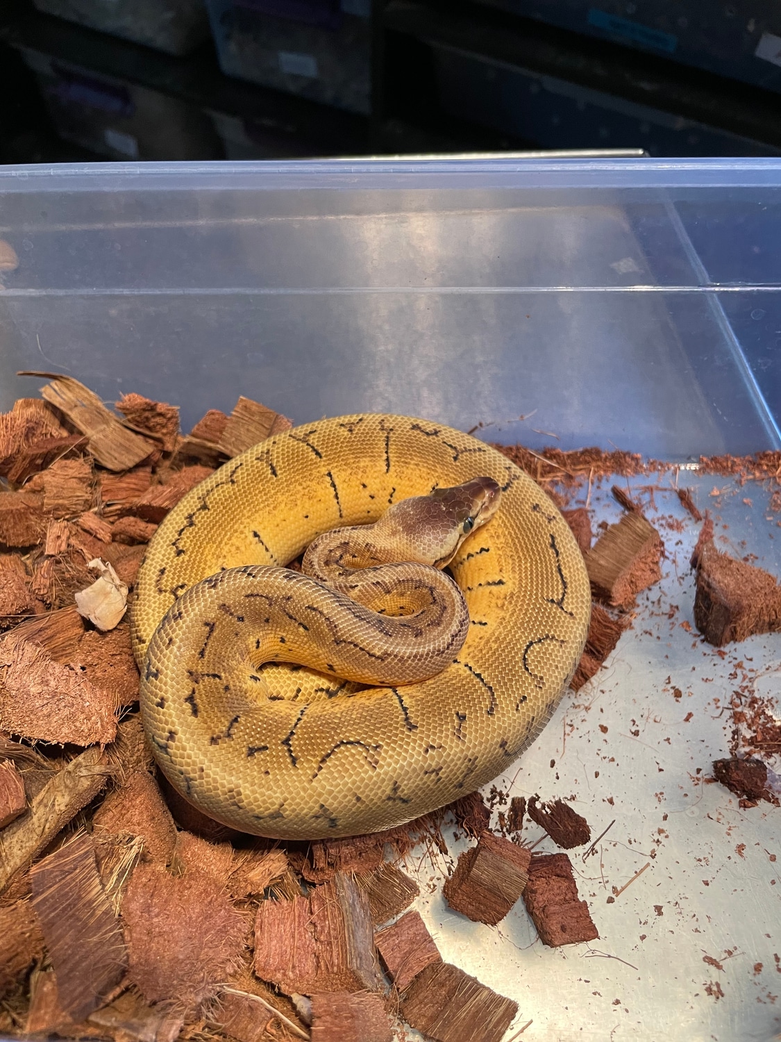 Lemon Blast Ball Python by Matzen's Morphs - MorphMarket