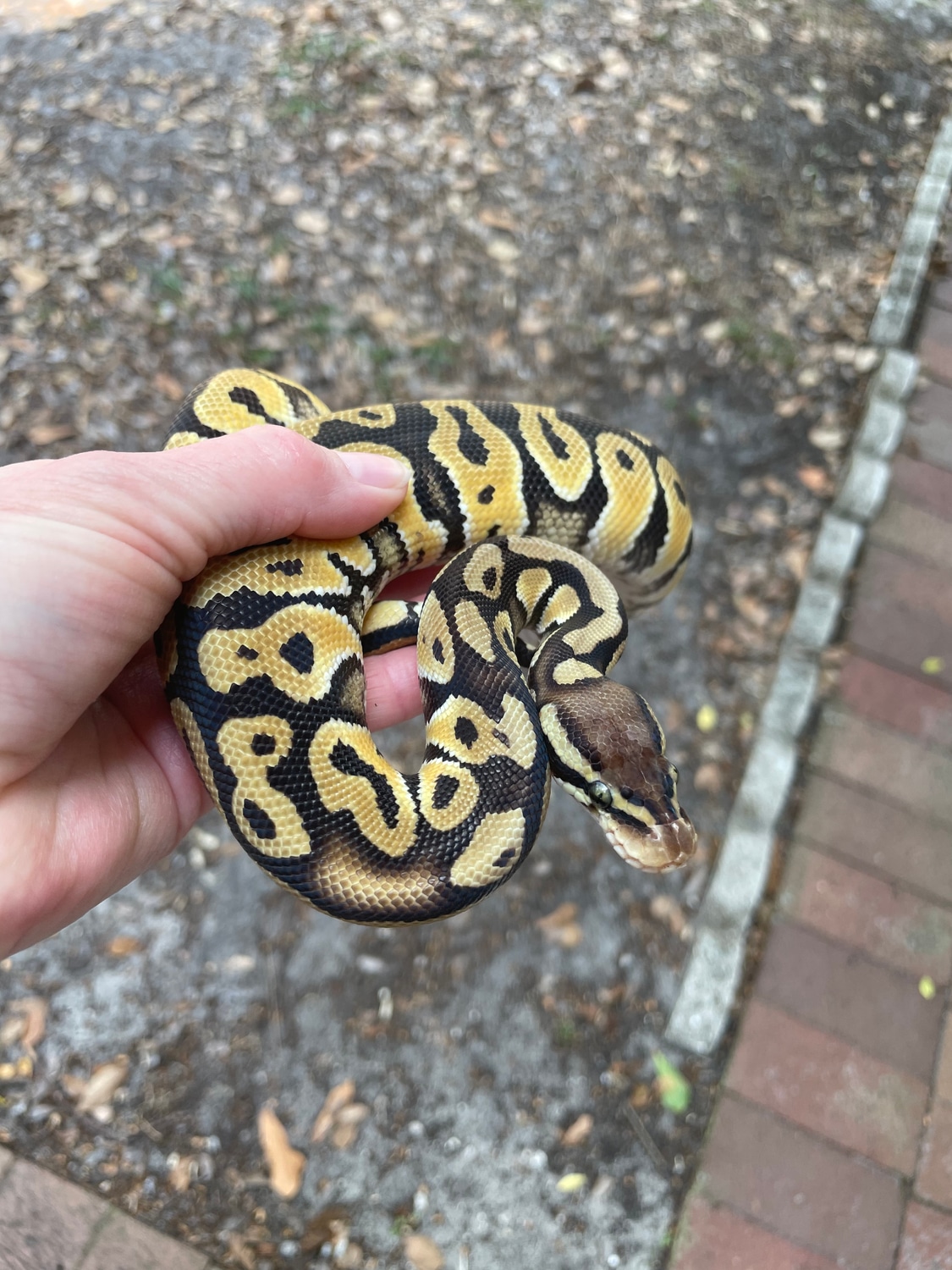 Mystic Pastel Ball Python by Matzen's Morphs - MorphMarket