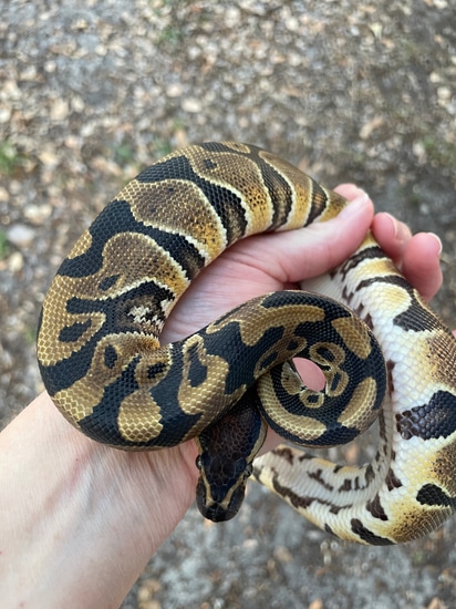 Female Het Pied Ball Python by Matzen's Morphs