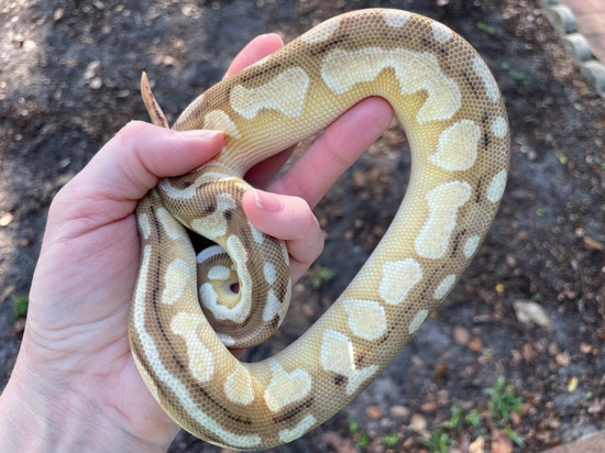 Cinnamon Lesser Enchi Ball Python by Matzen's Morphs