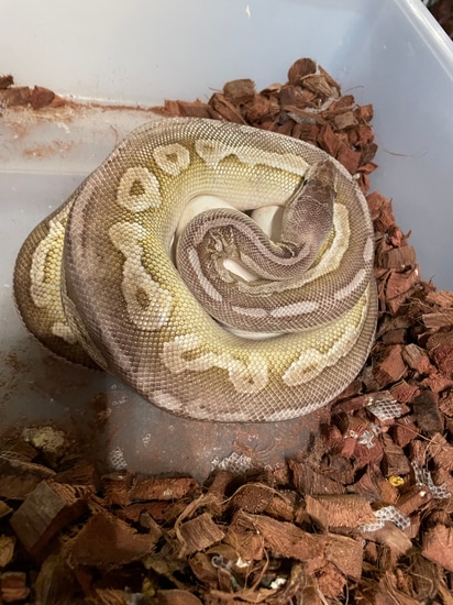 Proven Female Cinnamon Lesser Pastel Ball Python by Matzen's Morphs
