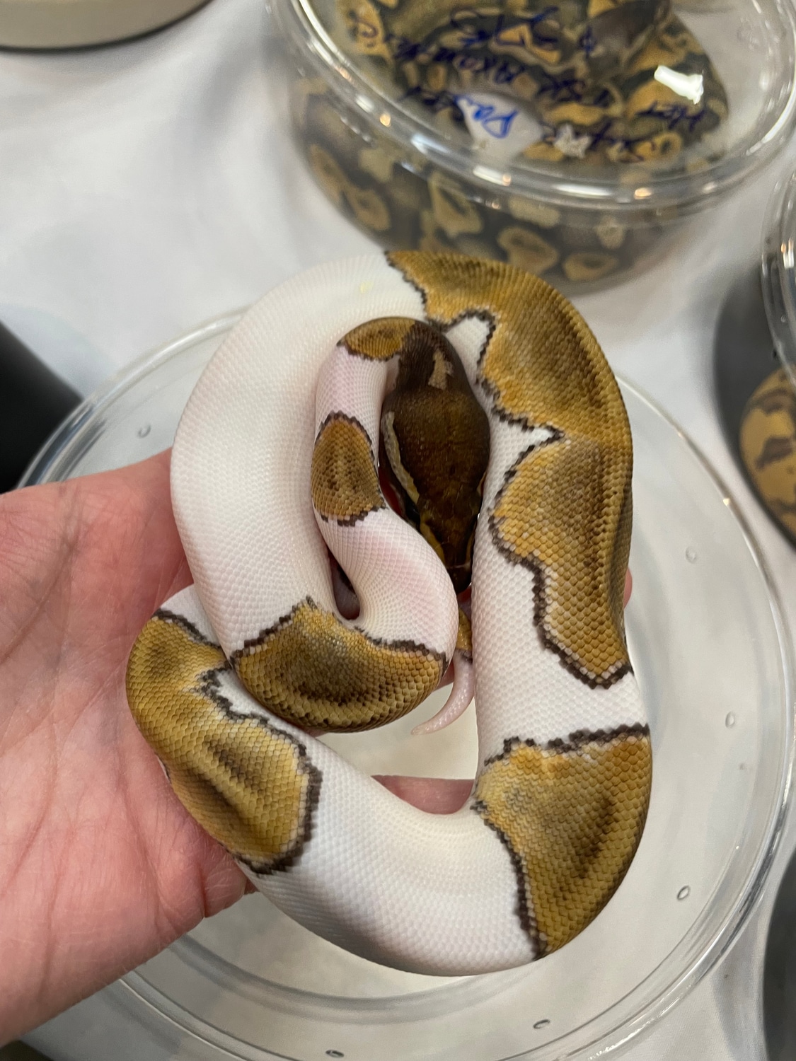 Mojave Pied BOGO Ball Python by Matzen's Morphs - MorphMarket