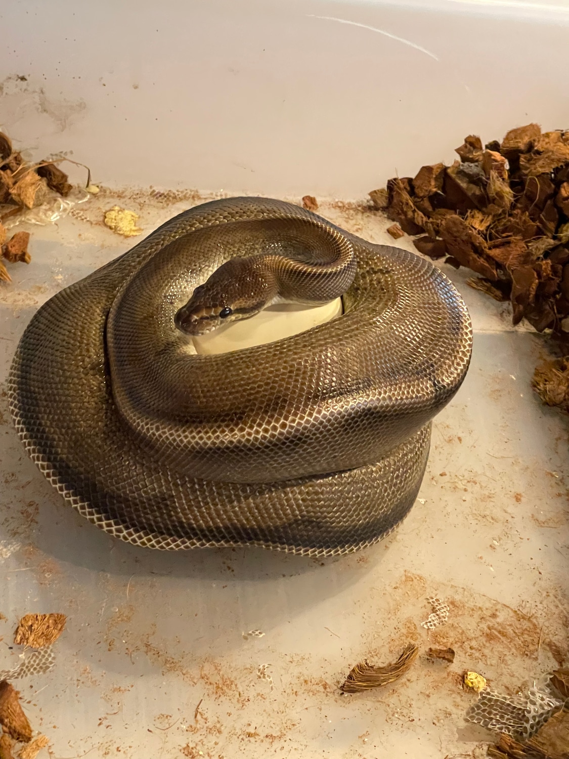 Proven Female G-Stripe BOGO Ball Python by Matzen's Morphs - MorphMarket