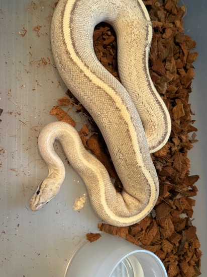 Proven Male Puma Ball Python by Matzen's Morphs