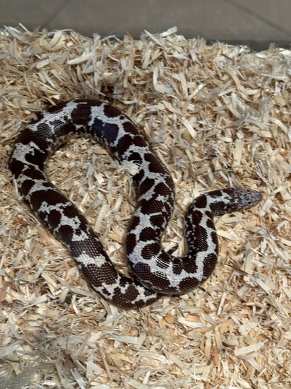 Proven Female Anery Kenyan Sand Boa by Matzen's Morphs