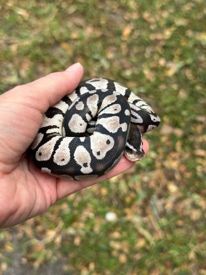 Pastel TSK Axanthic BOGO Ball Python by Matzen's Morphs