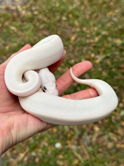 BEL Ball Python by Matzen's Morphs
