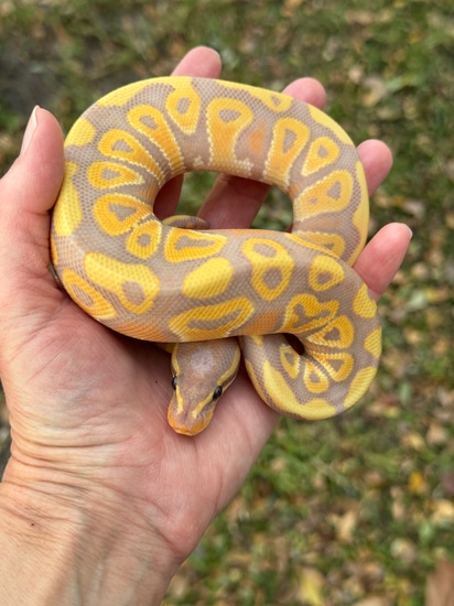 Banana Mystic Possible Vanilla Ball Python by Matzen's Morphs