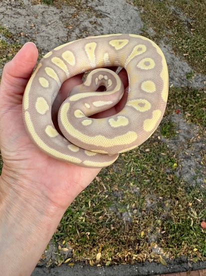 Banana Mojave Het G-Stripe Ball Python by Matzen's Morphs