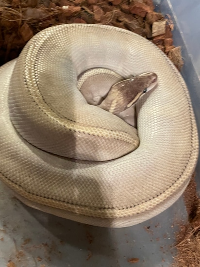 Proven Female Mystic Potion Ball Python by Matzen's Morphs