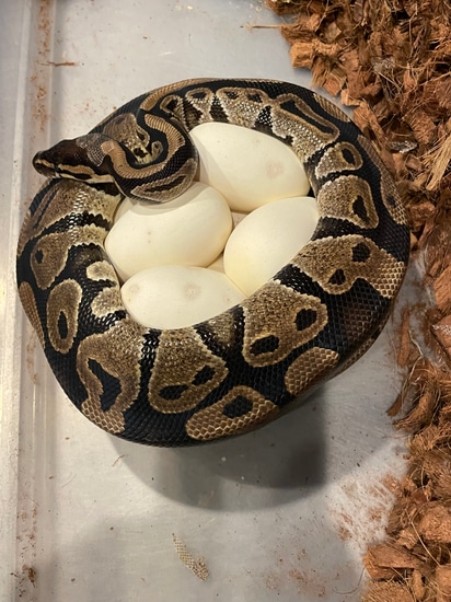 Proven Female Het TSK Axanthic Ball Python by Matzen's Morphs