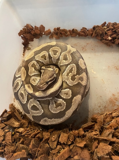 Proven Female Vanilla Mystic Ball Python by Matzen's Morphs
