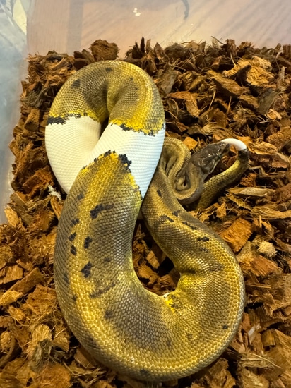 1000 Gram Female Pinstripe Pied Ball Python by Matzen's Morphs