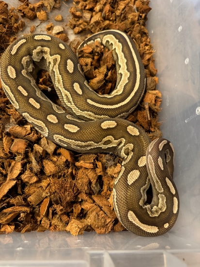 Female RTB Cinnamon Mojave PH Ghost Ball Python by Matzen's Morphs