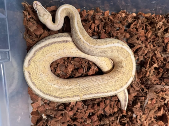 Female Puma Ball Python by Matzen's Morphs