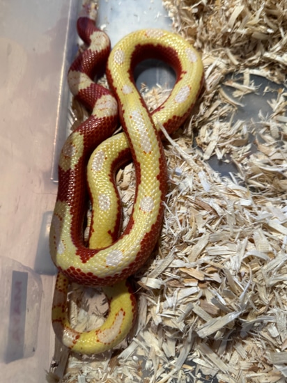 1.1 Adult Albino Splotched Nelson's Milk Snake by Matzen's Morphs