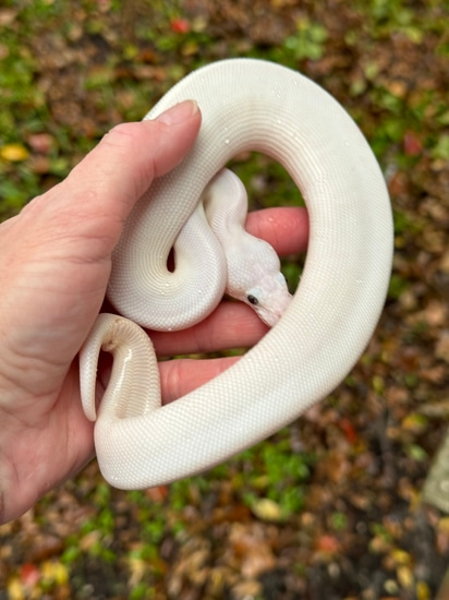 BEL Ball Python by Matzen's Morphs