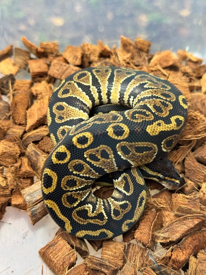 Trick Ball Python by Matzen's Morphs