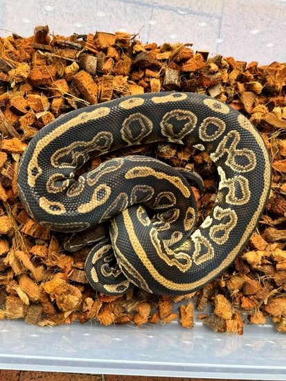 Proven Male Black Pastel Trick Ball Python by Matzen's Morphs