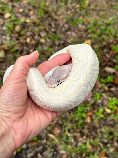 Mystic Potion Banana Poss Vanilla Ball Python by Matzen's Morphs