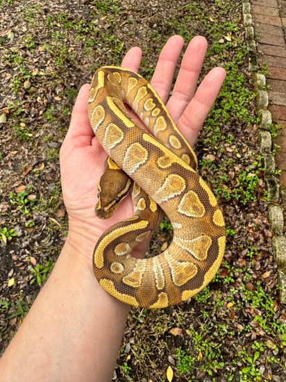 Vanilla Mojave Trick Ball Python by Matzen's Morphs