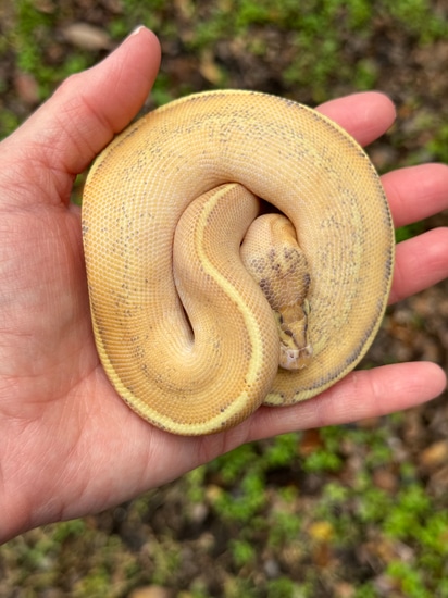 Puma Ball Python by Matzen's Morphs
