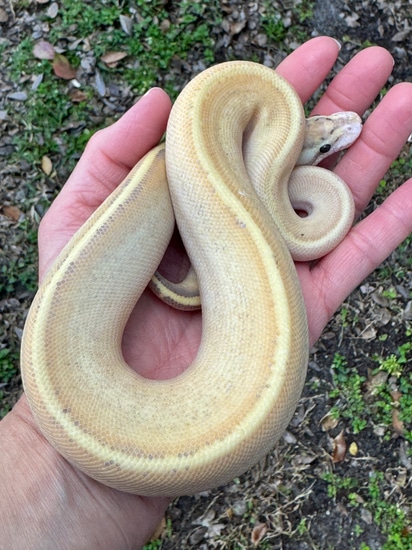 Puma Ball Python by Matzen's Morphs