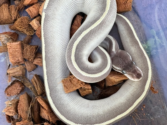 Super Mystic Vanilla Poss Banana Ball Python by Matzen's Morphs
