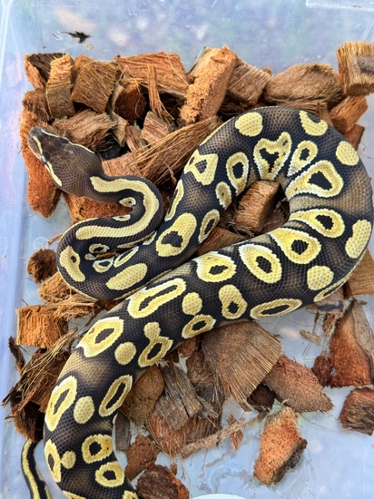 Mystic Vanilla Ball Python by Matzen's Morphs