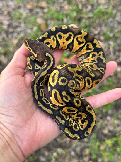 Female Super Trick Pastel Ball Python by Matzen's Morphs