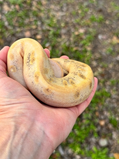 Champagne Pastel Het Hypo Ball Python by Matzen's Morphs