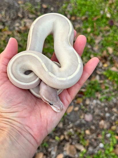 Super Mystic Banana Ball Python by Matzen's Morphs