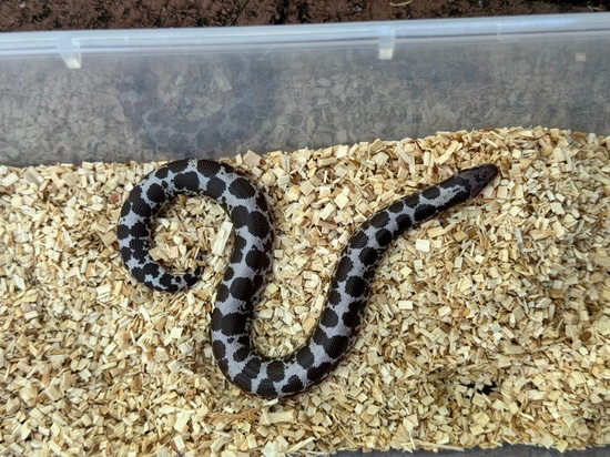 Anery PH Albino Paint Kenyan Sand Boa by Matzen's Morphs