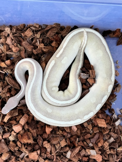 Proven Mystic Potion Banana Ball Python by Matzen's Morphs