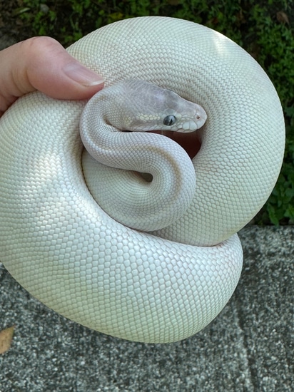 Super Mojave Or Mystic Potion Possible Banana Ball Python by Matzen's ...