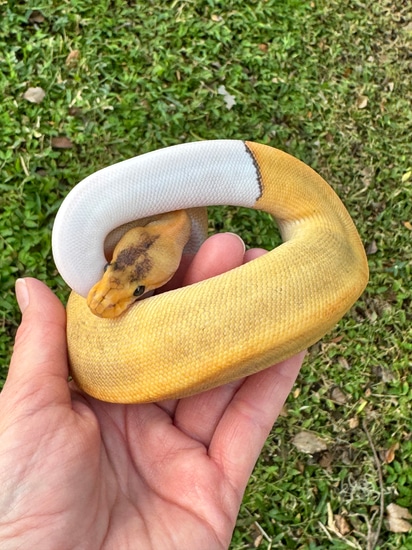 Champagne Het Pied Ball Python by Matzen's Morphs